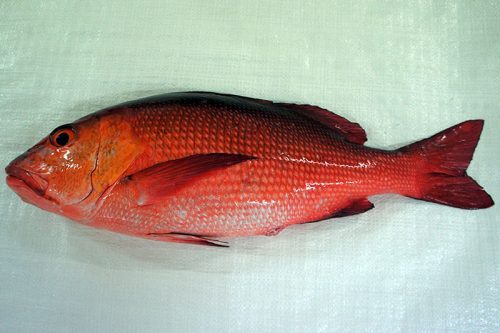 Ruby Snapper