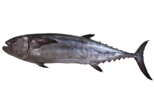 DogTooth Tuna