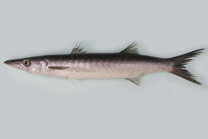 Pickhandle Barracuda