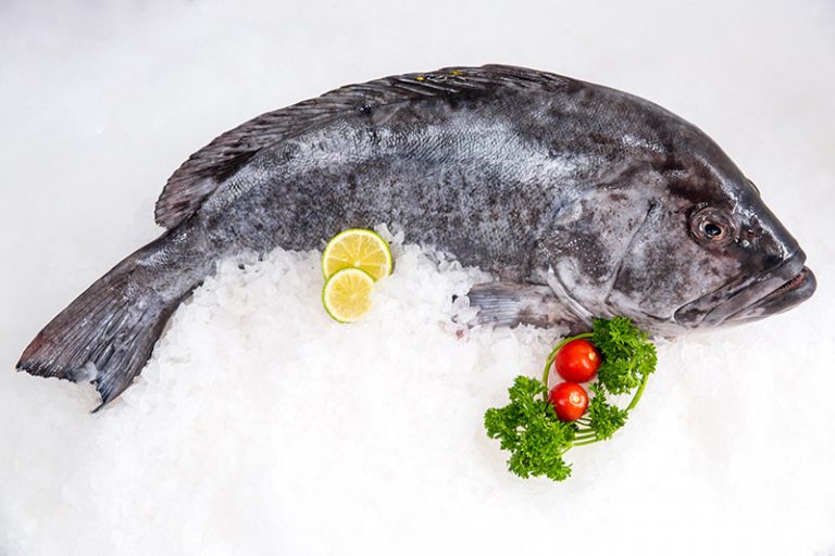 White Blotch Grouper