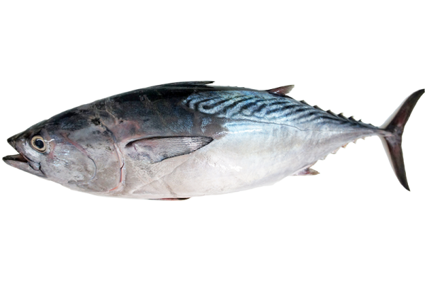 Bonito